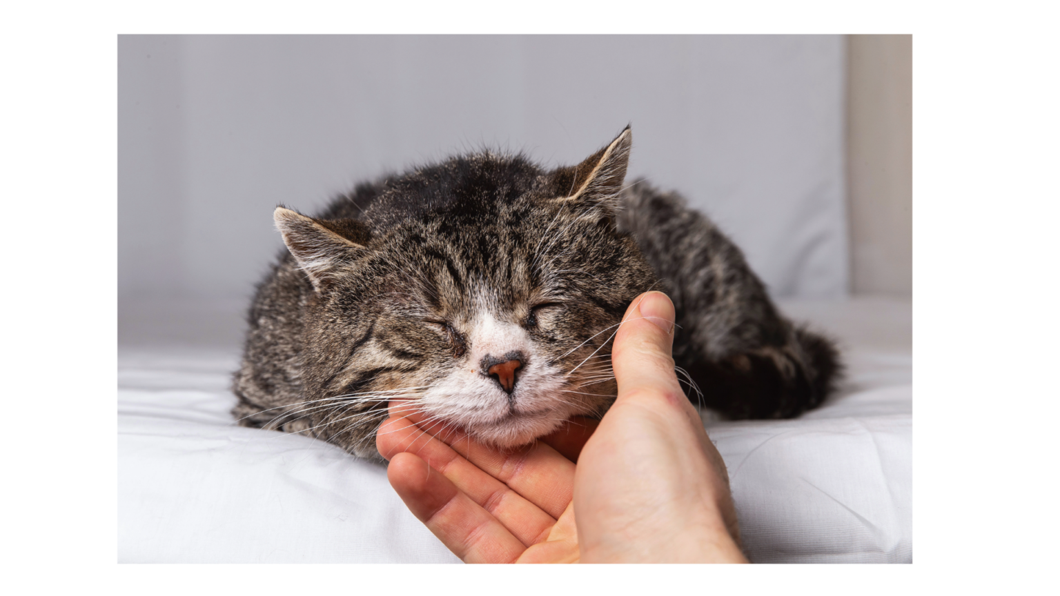 Cuidados Essenciais para Gatos Séniores: Saúde e Bem-Estar